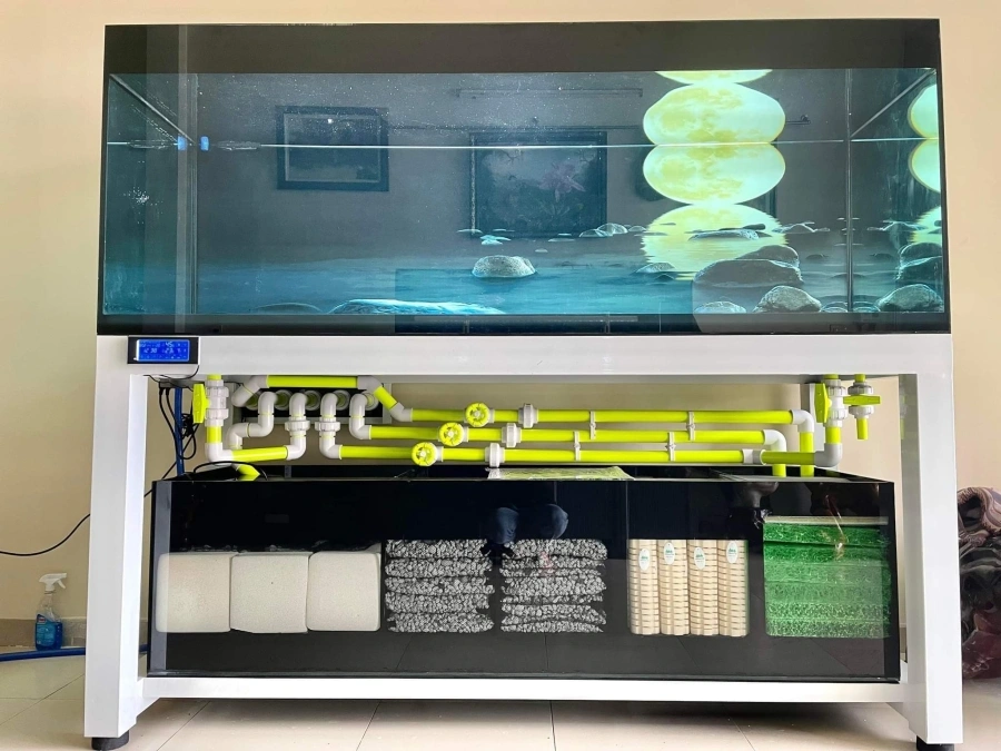 Saigon Fish - Thi Công Hồ Kính Cá Cảnh Cao Cấp, Đẹp, Chuyên Nghiệp